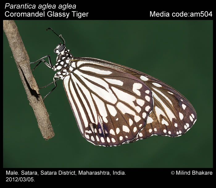 Parantica aglea | Butterfly