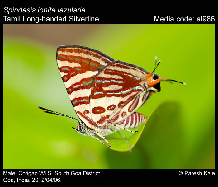 Spindasis lohita | Butterfly