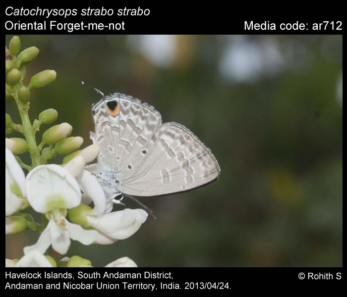Catochrysops strabo | Butterfly