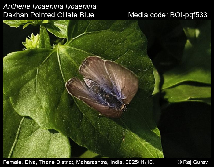 Anthene lycaenina lycaenina | Butterfly