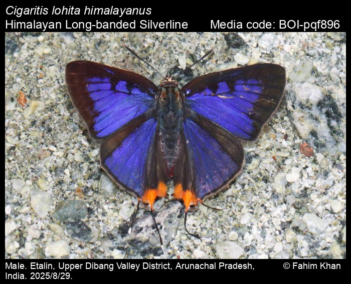 Cigaritis lohita himalayanus | Butterfly