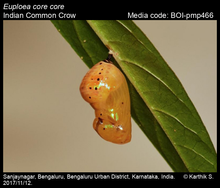 Euploea core core | Butterfly