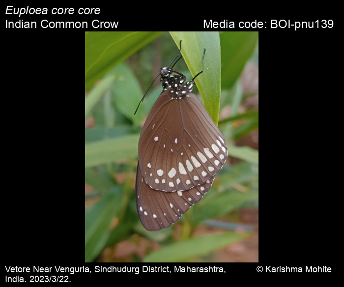 Euploea core core | Butterfly
